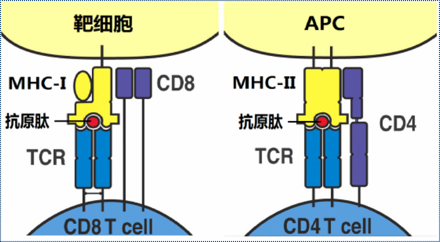 课程门户-章节详情