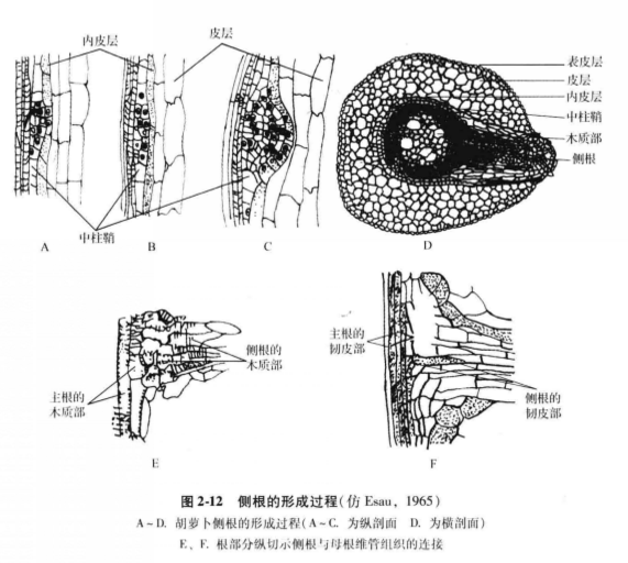 课程门户-章节详情